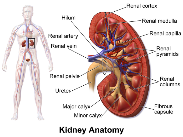 Article #22: A Half-pound of Kidneys Goes a Long Way - Science For Everyone